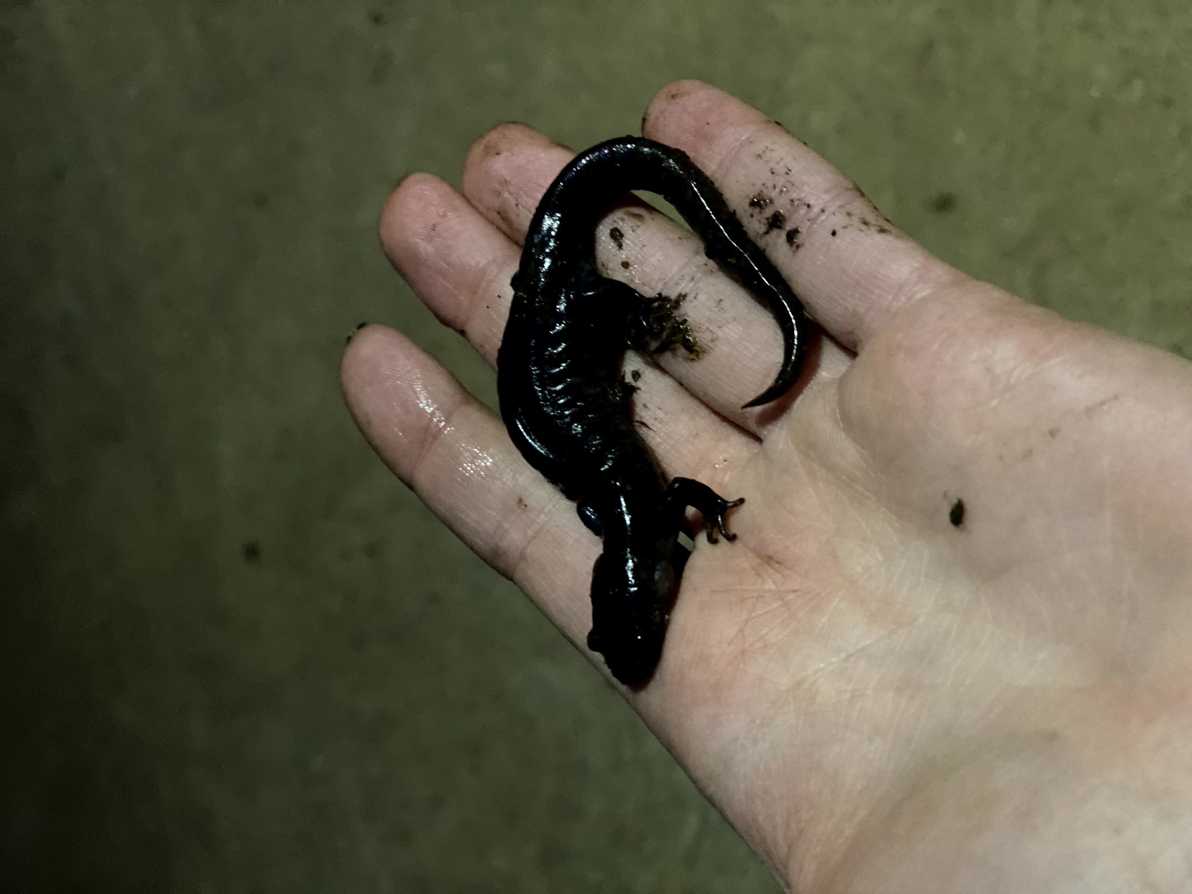 Encounters | Nature Up North