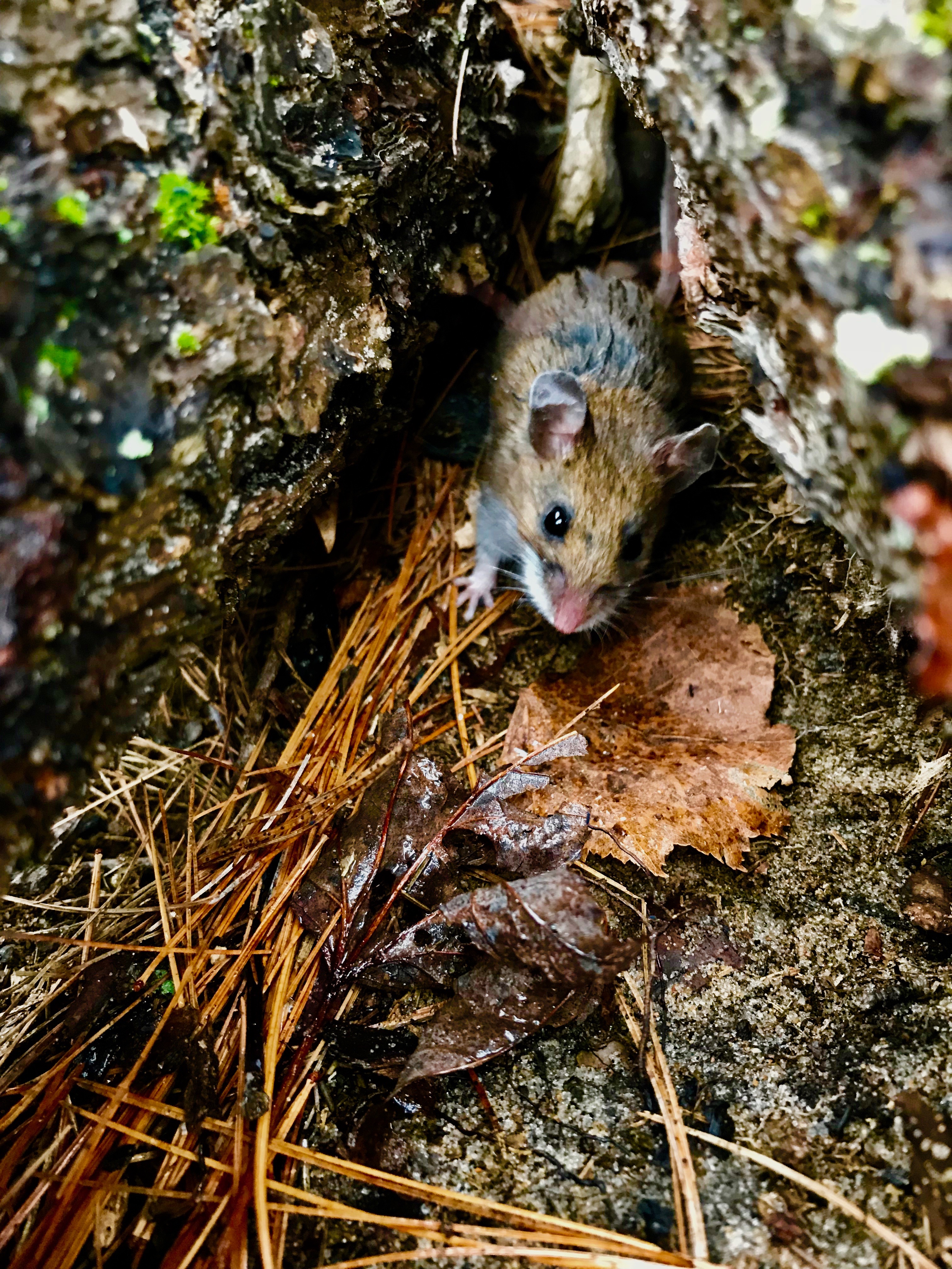 Encounters | Nature Up North