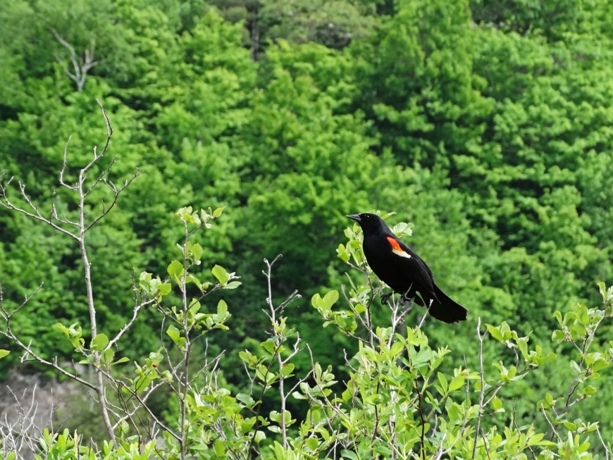 The Great Blackbird Migration | Nature Up North