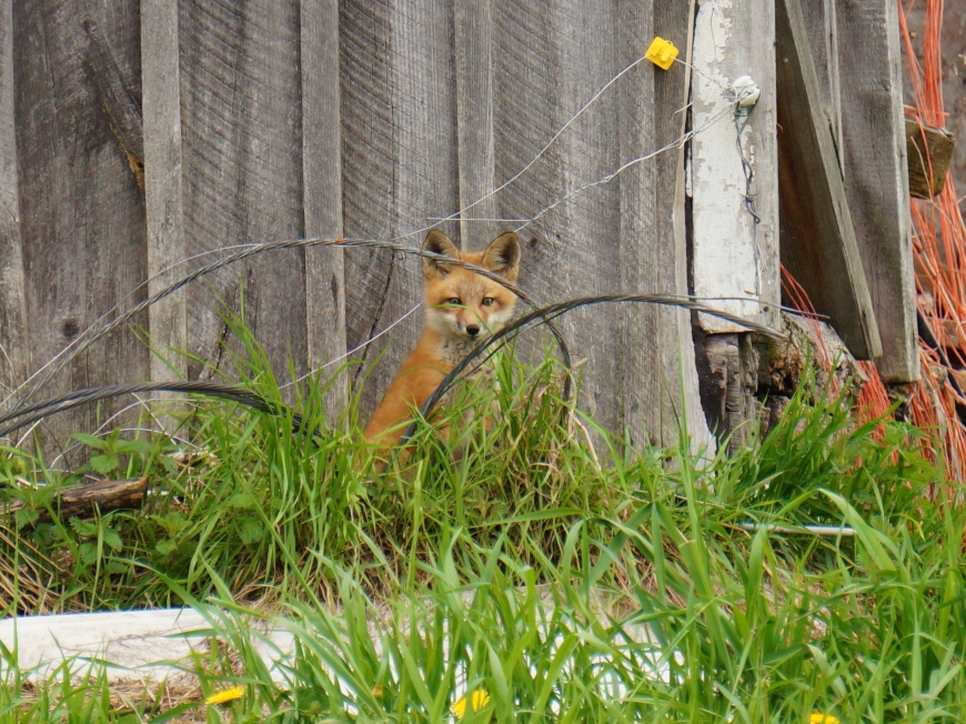 Fox in the farmhouse | Nature Up North