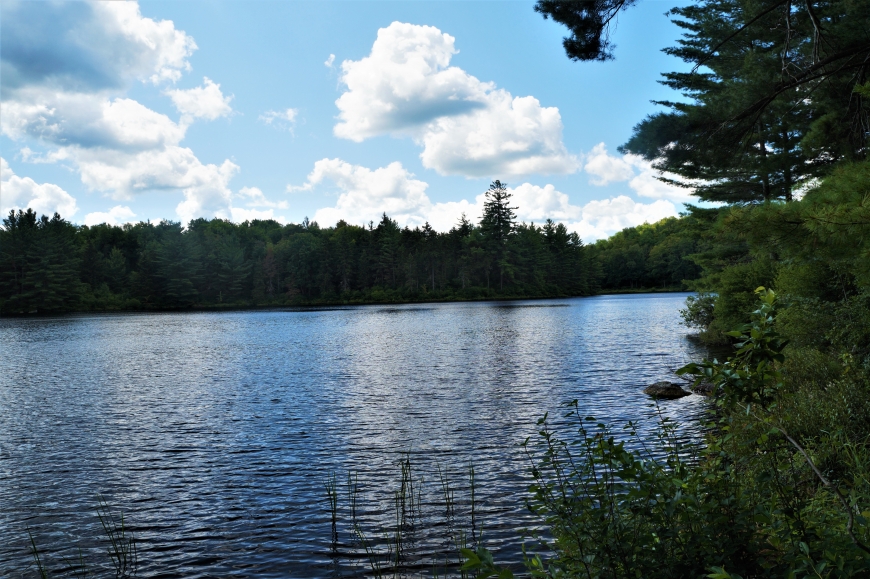 Allen Pond, Clare | Nature Up North