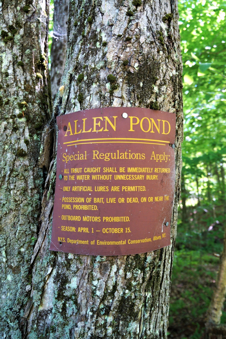 Allen Pond, Clare | Nature Up North