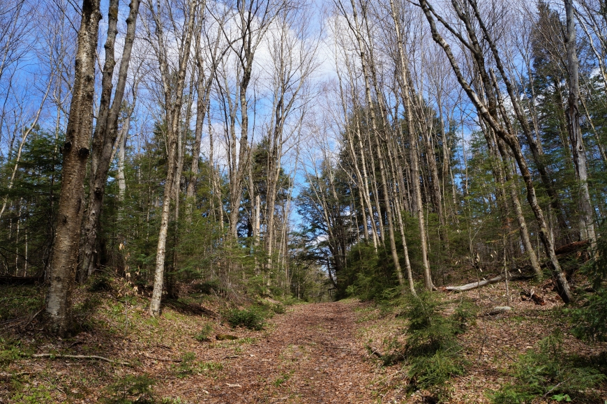 Colvin’s Great Corner- Aldrich NY | Nature Up North