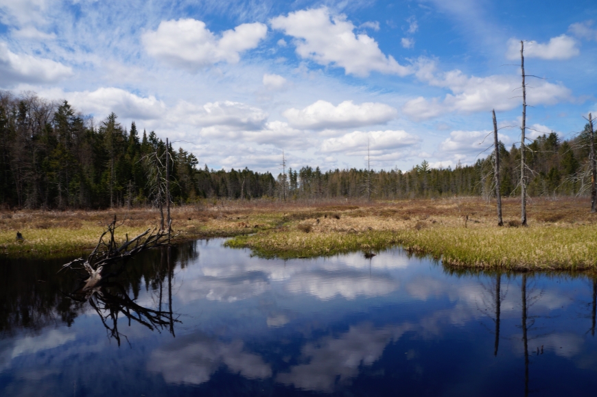 Colvin’s Great Corner- Aldrich NY | Nature Up North
