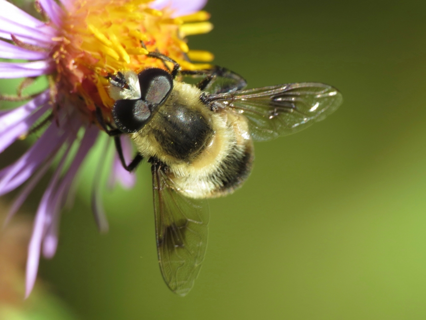 Flower flies at Indian Creek Nature Center | Nature Up North