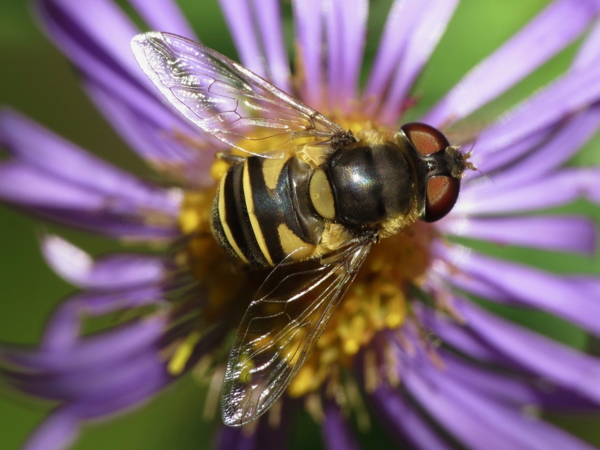 Flower flies at Indian Creek Nature Center | Nature Up North