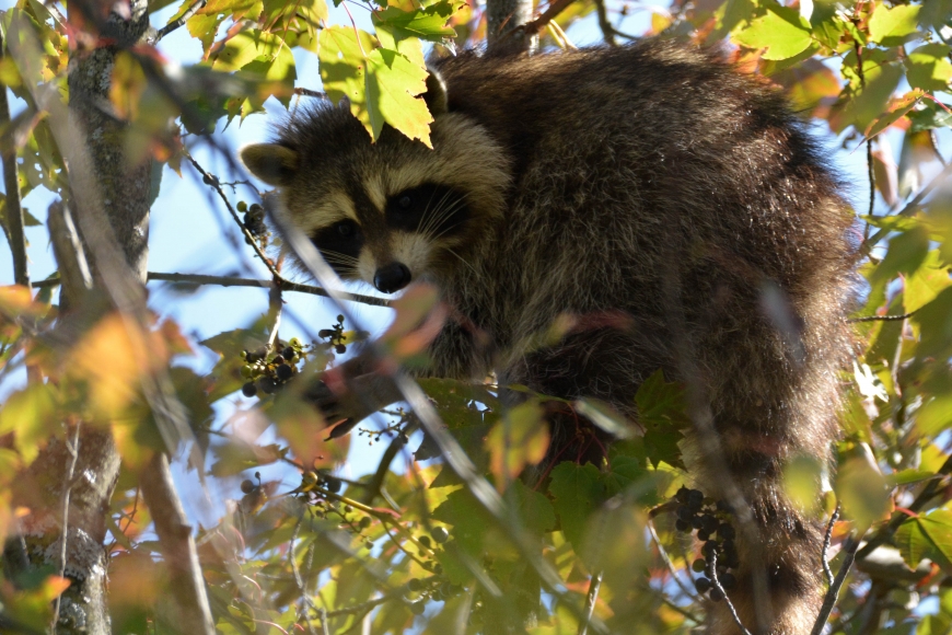 Raccoon at Indian Creek Nature Center | Nature Up North