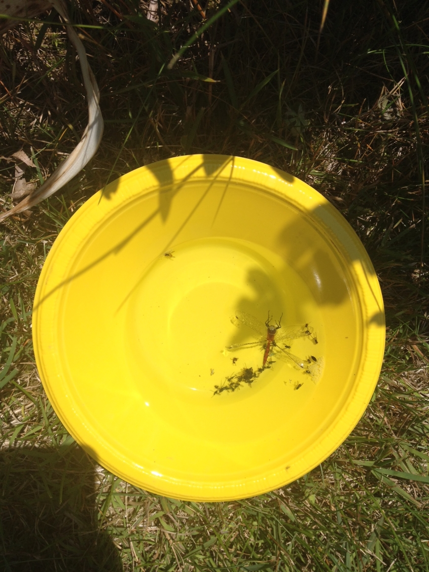 A Bounty of Bees in our North Country Gardens | Nature Up North