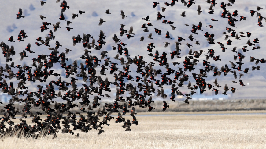 The Great Blackbird Migration | Nature Up North