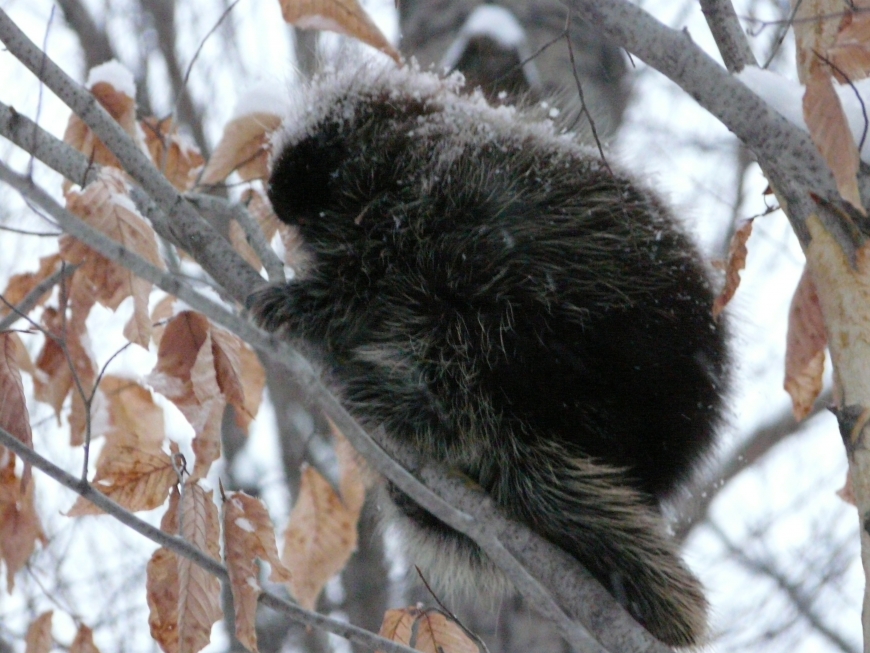 Porcupine Trails | Nature Up North