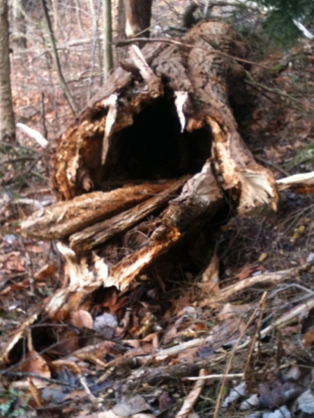 Porcupine Den | Nature Up North