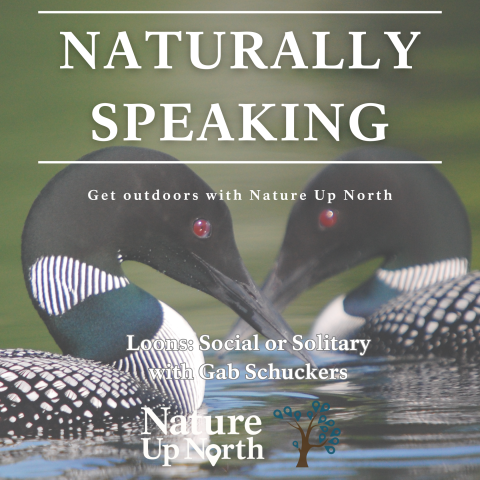 Loons: Social or Solitary | Nature Up North