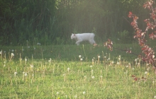 Albino Bobcat | Nature Up North