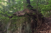 A confused tree | Nature Up North