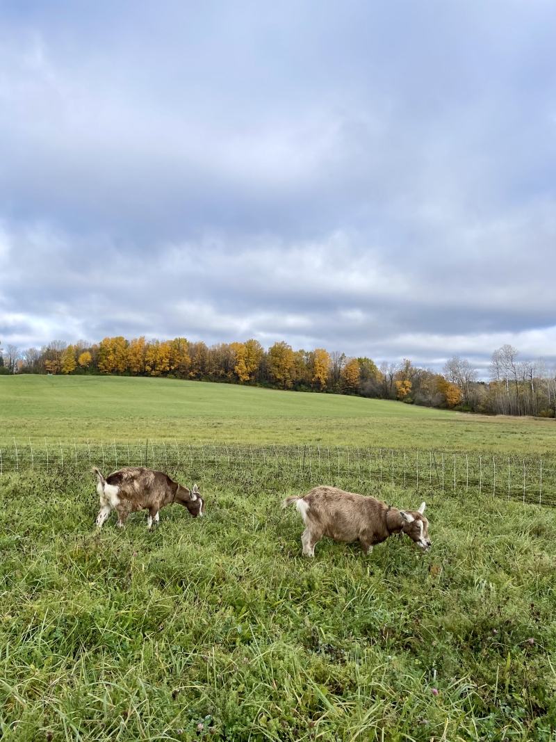 Sustainability Farm Goats | Nature Up North