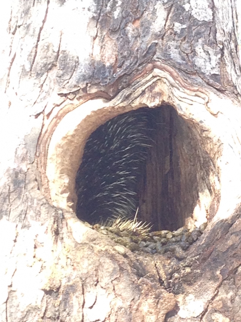 Porcupine Den | Nature Up North